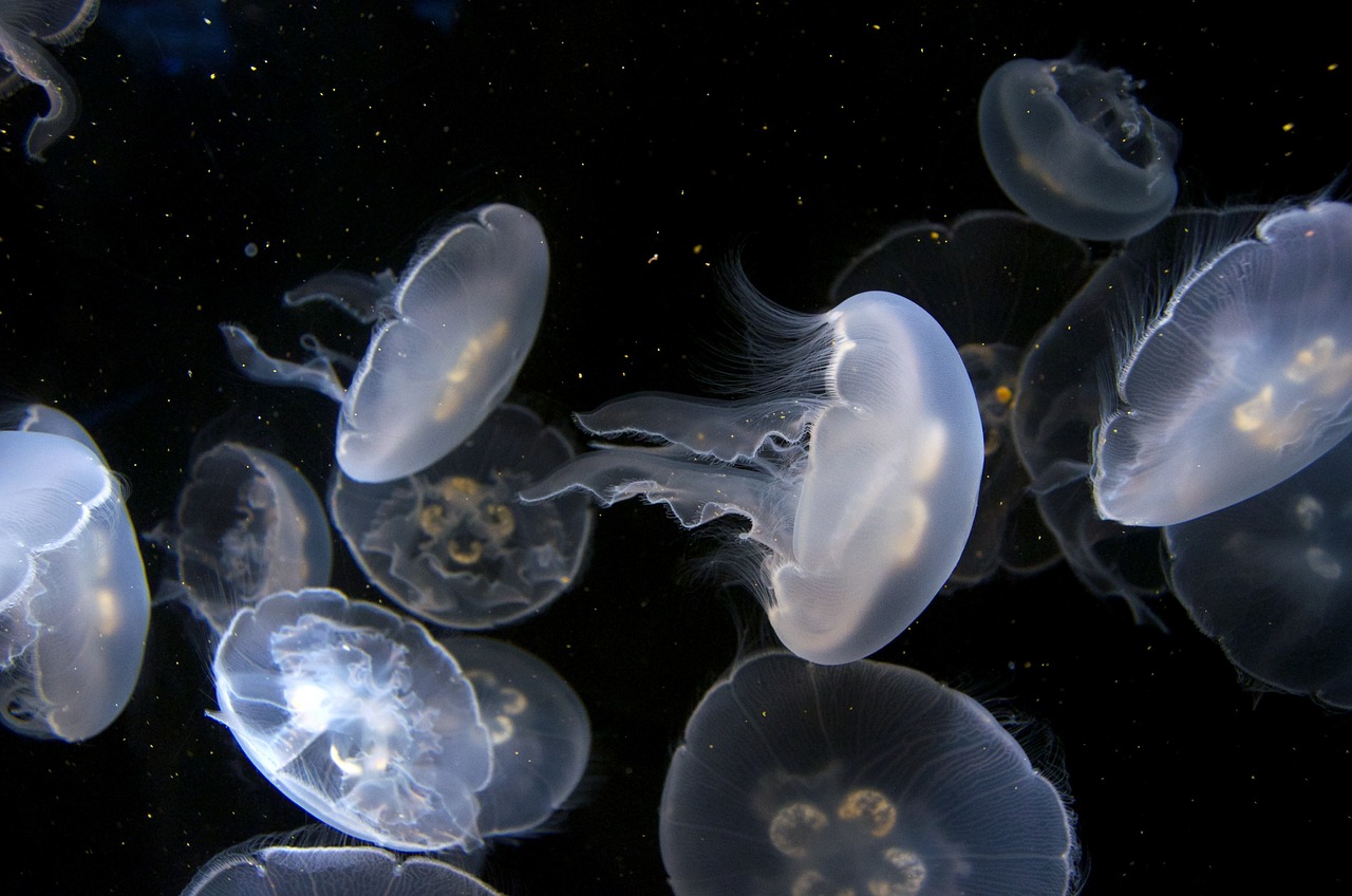 From Perro to Pulpo: Learn the Names of 107 Animals in Spanish - Langoly
